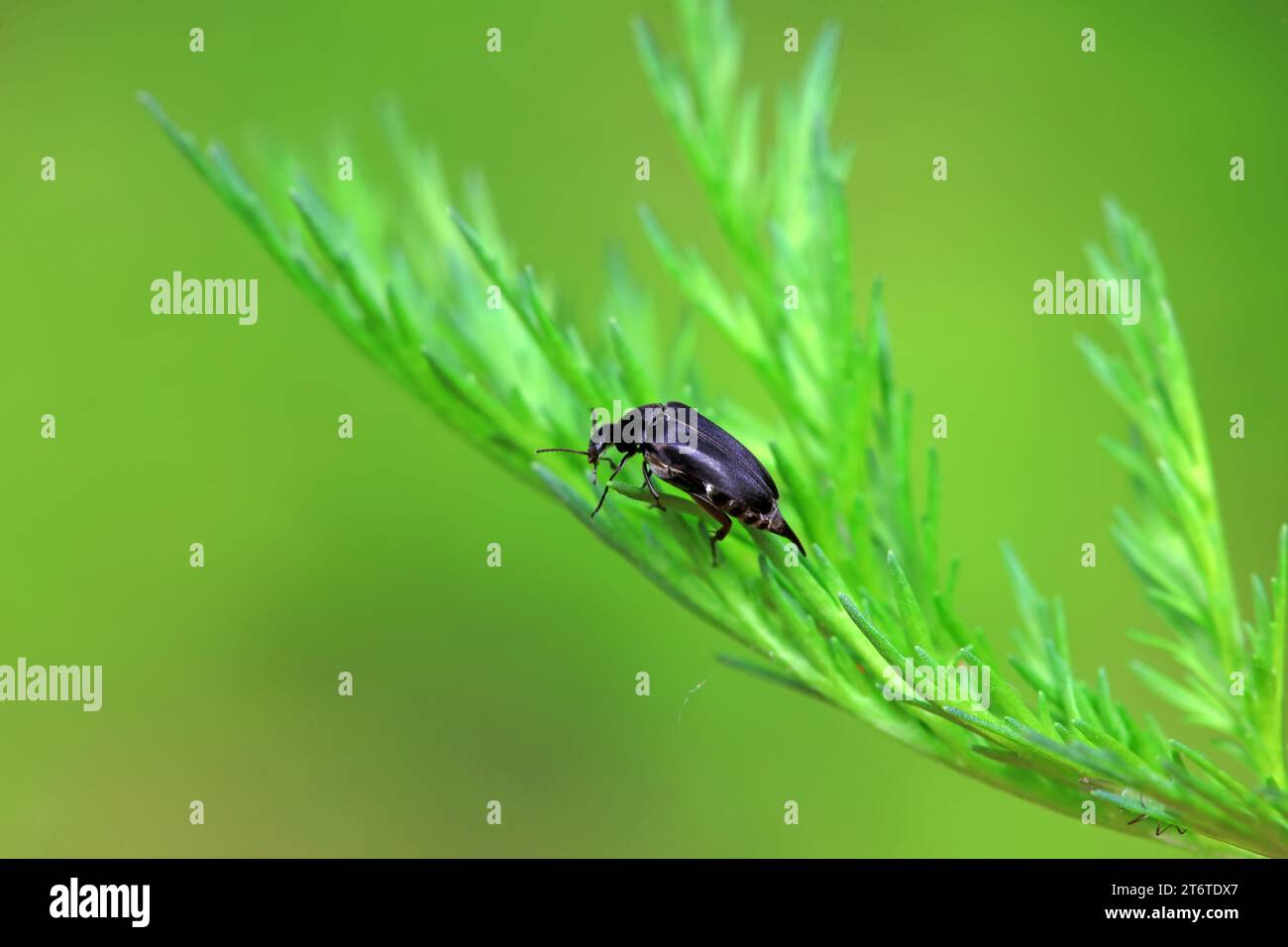 Fleas antennae hi-res stock photography and images - Alamy