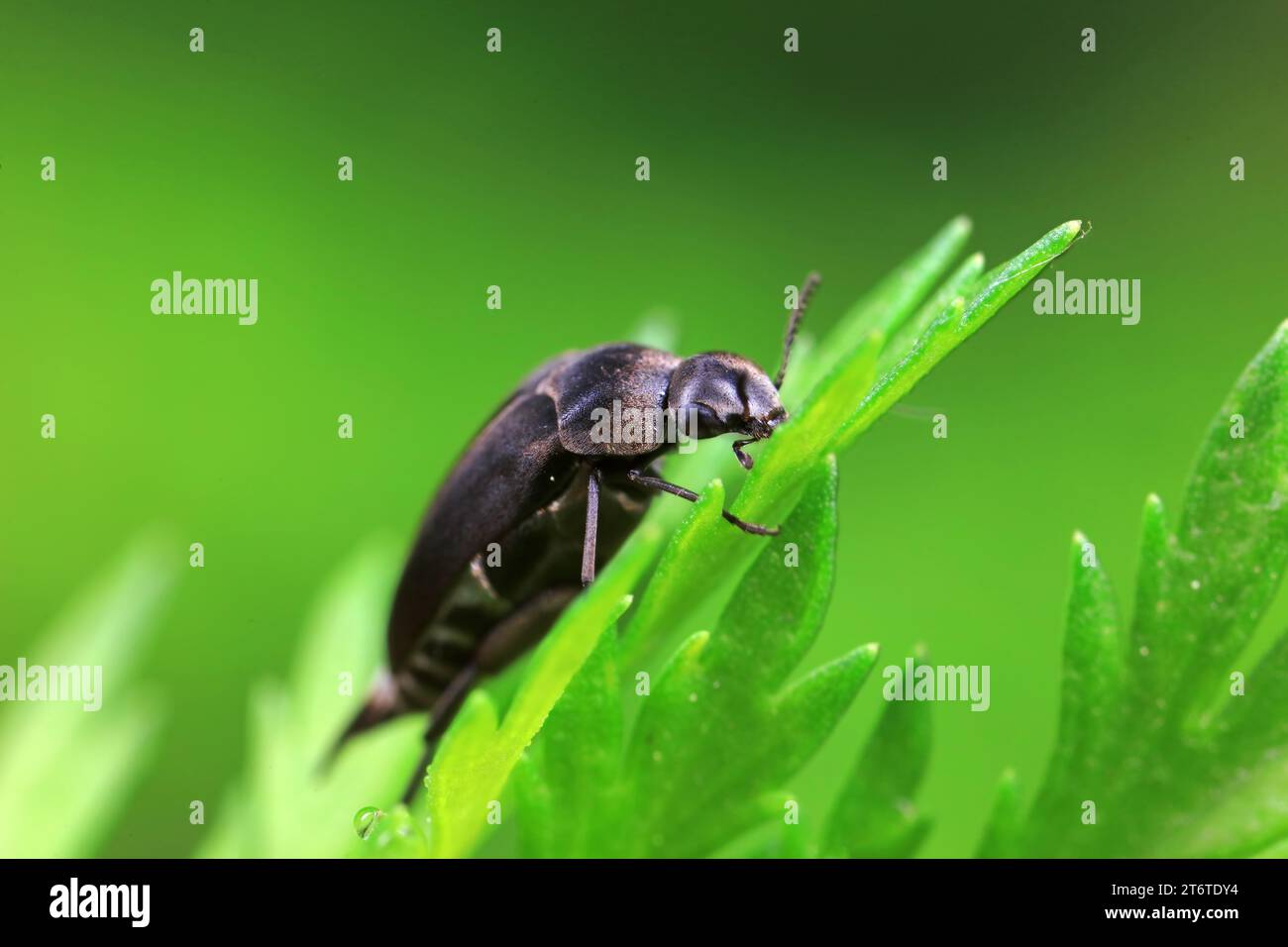 Coleoptera flower fleas crawling on weeds Stock Photo - Alamy