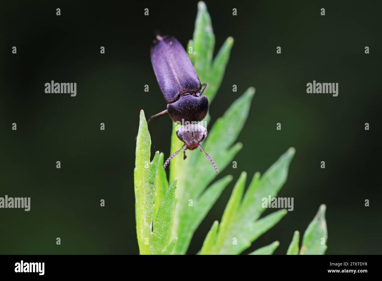 Coleoptera flower fleas crawling on weeds Stock Photo - Alamy