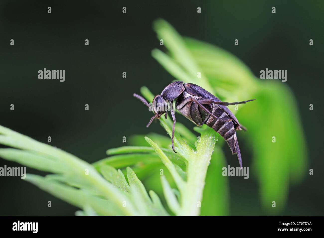 Coleoptera flower fleas crawling on weeds Stock Photo - Alamy