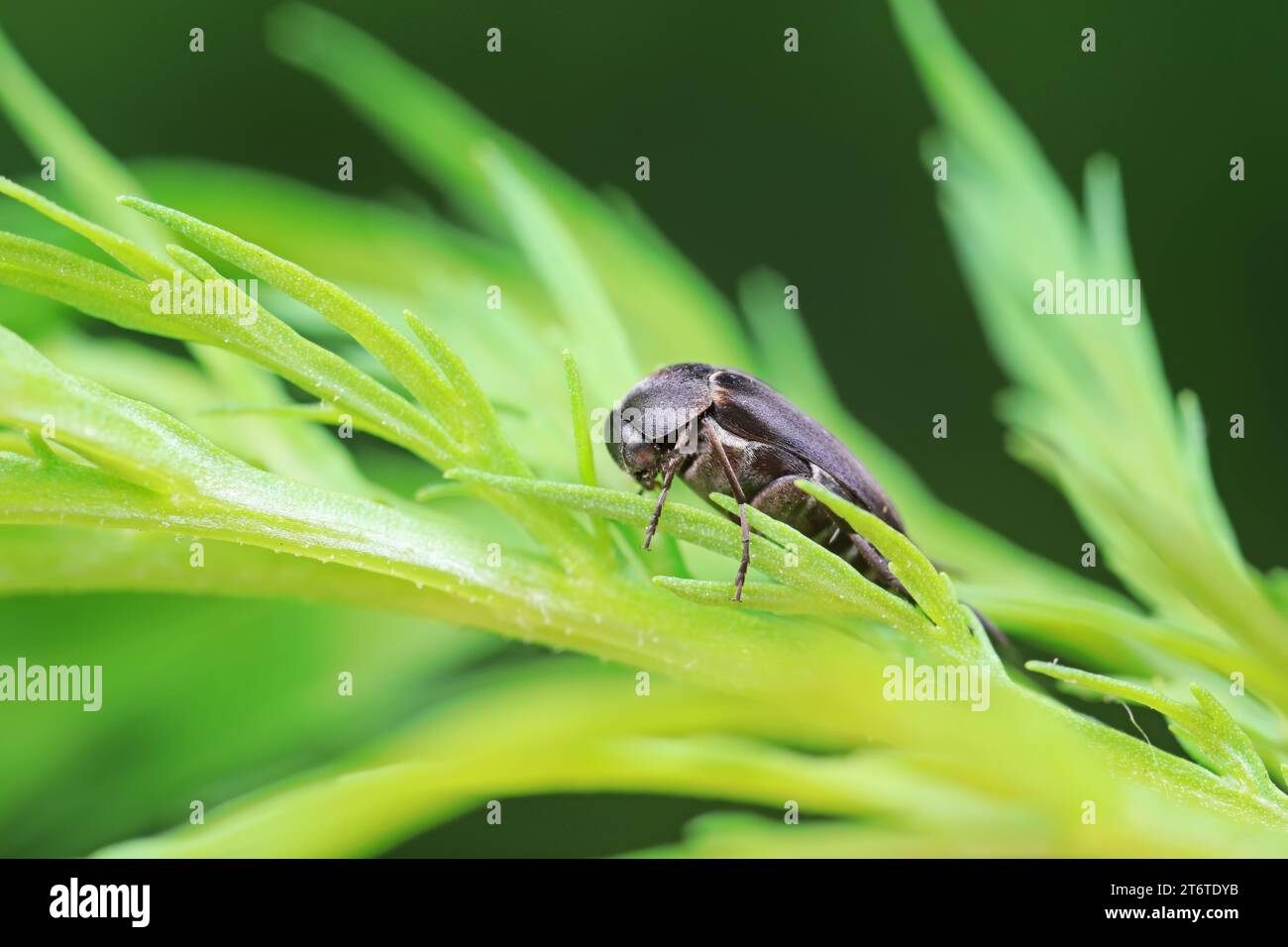 Coleoptera flower fleas crawling on weeds Stock Photo - Alamy