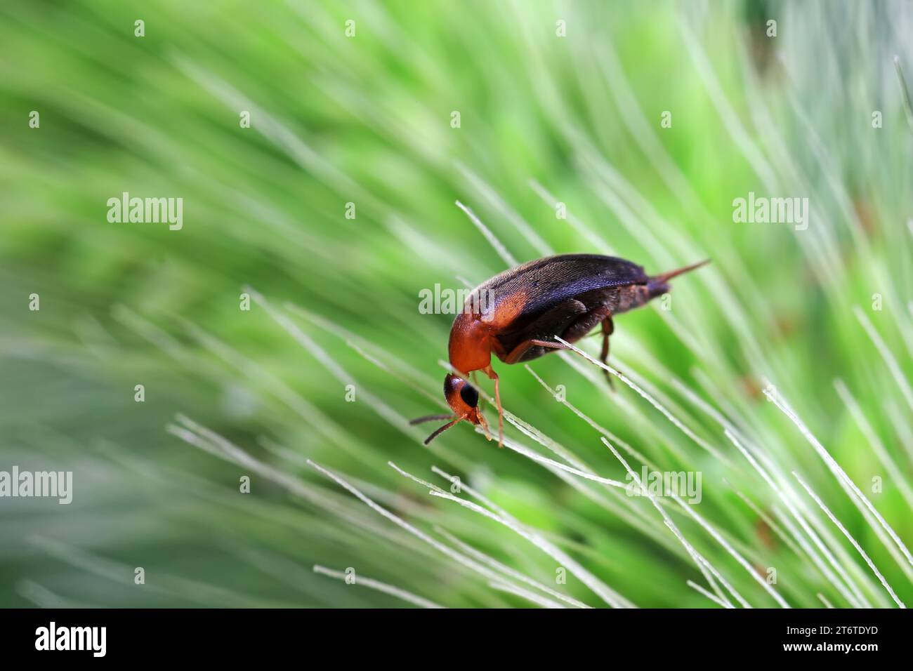 Coleoptera flower fleas crawling on weeds Stock Photo - Alamy