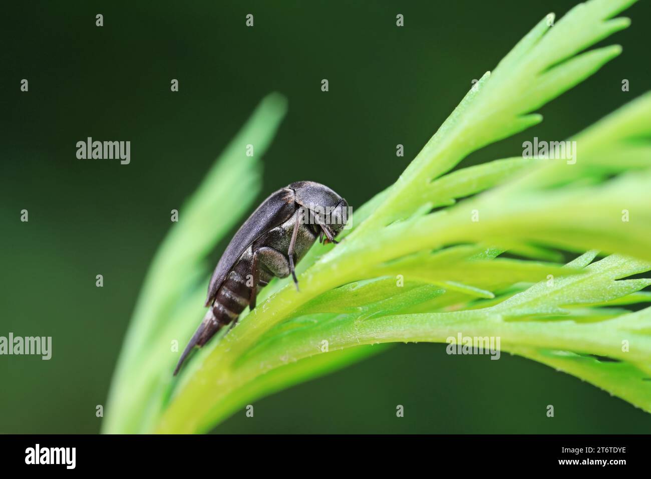 Coleoptera flower fleas crawling on weeds Stock Photo - Alamy