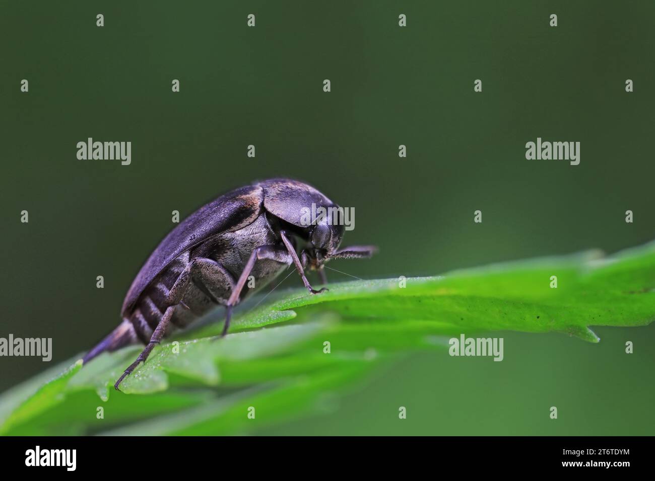Coleoptera flower fleas crawling on weeds Stock Photo - Alamy
