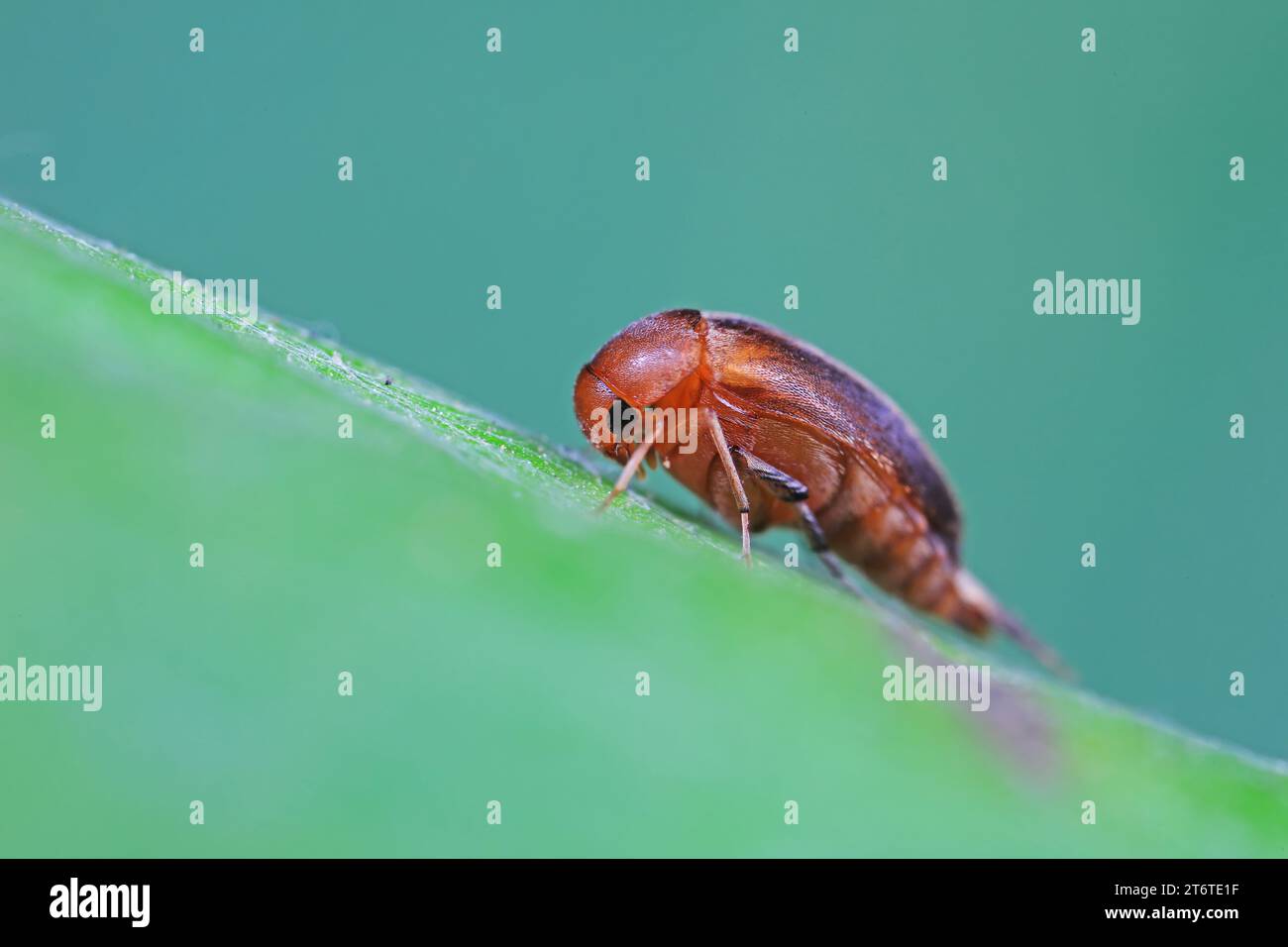 Coleoptera flower fleas crawling on weeds Stock Photo - Alamy