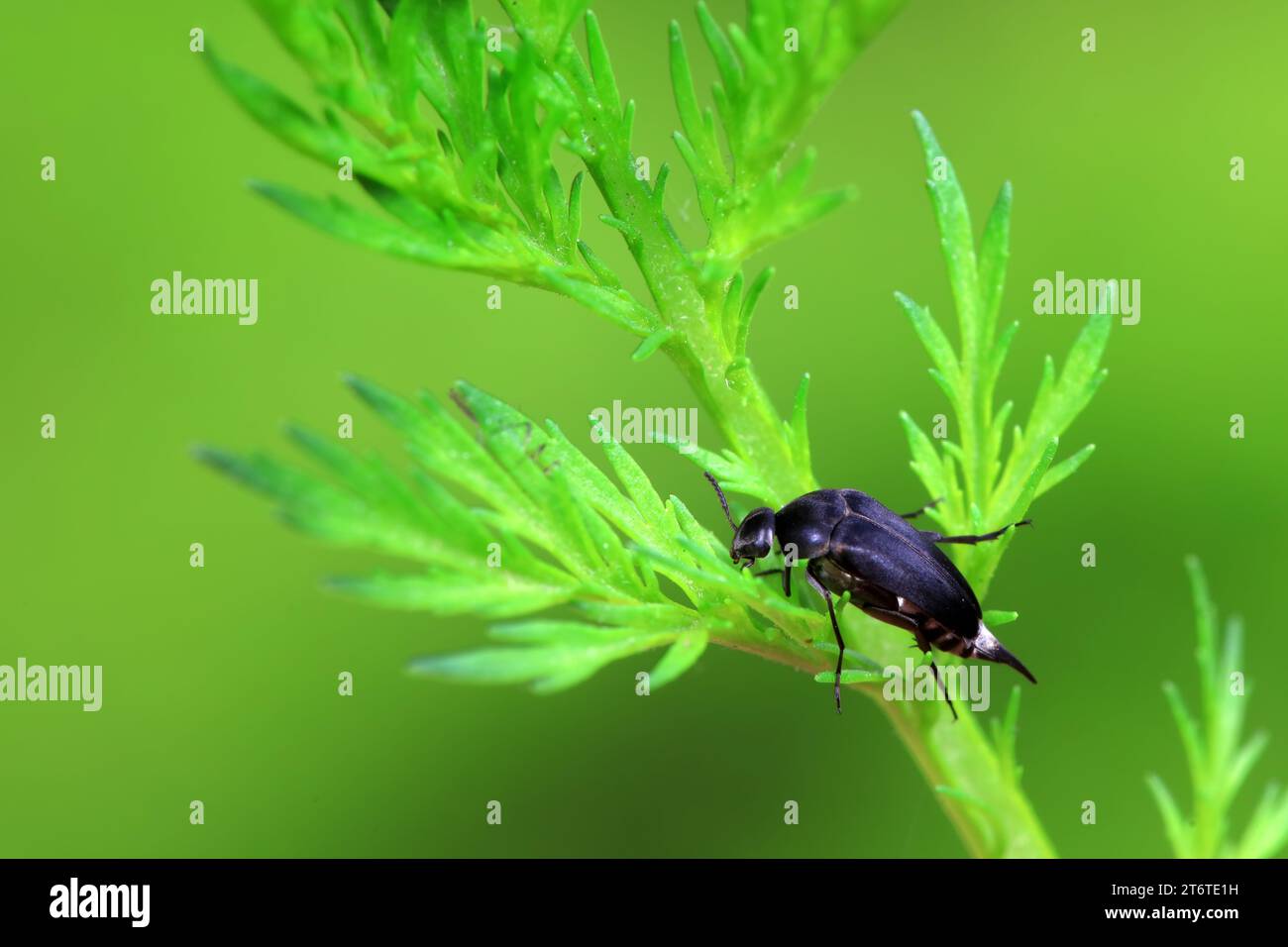 Coleoptera flower fleas crawling on weeds Stock Photo - Alamy