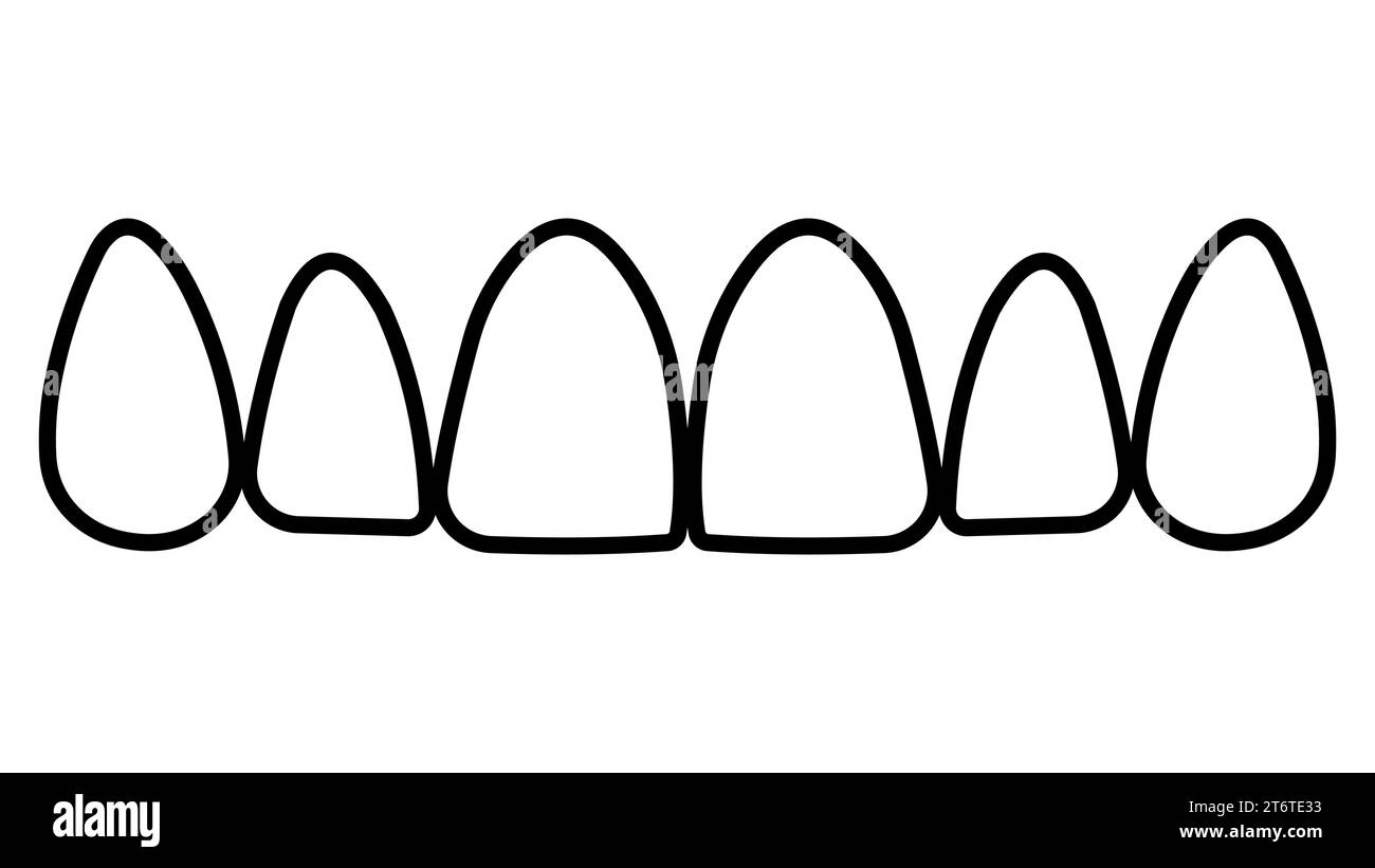 Contours tooth upper jaw, frontal teeth incisors and canines Stock ...