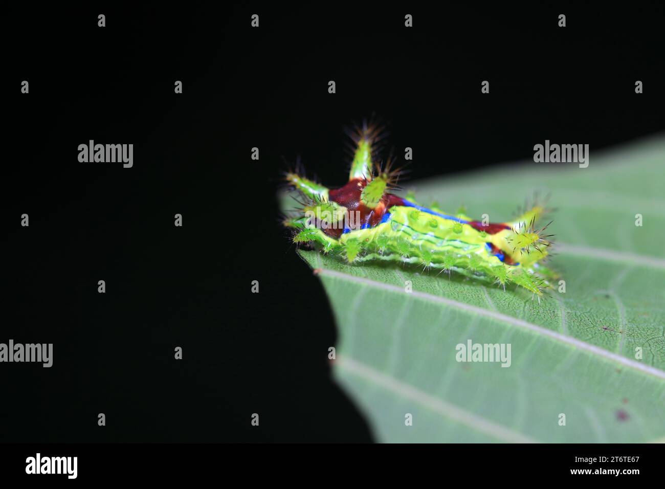 The larvae of the moth on wild plants, North China Stock Photo - Alamy