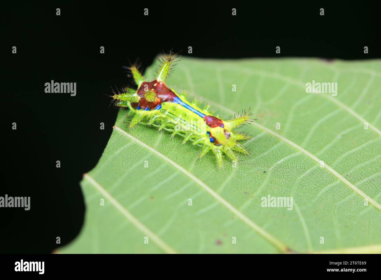 The larvae of the moth on wild plants, North China Stock Photo - Alamy