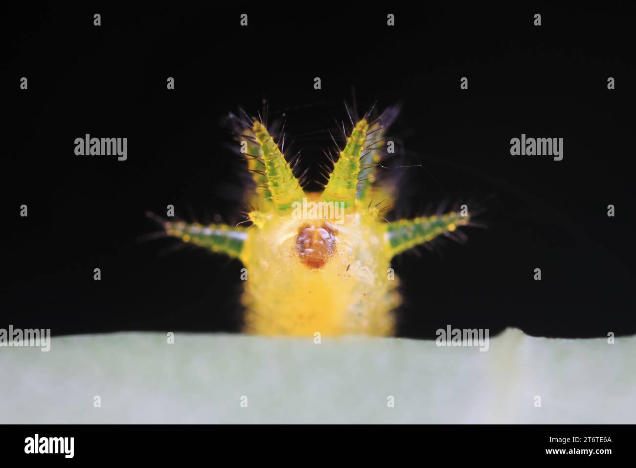 The larvae of moths are covered with bristles and look terrible Stock ...