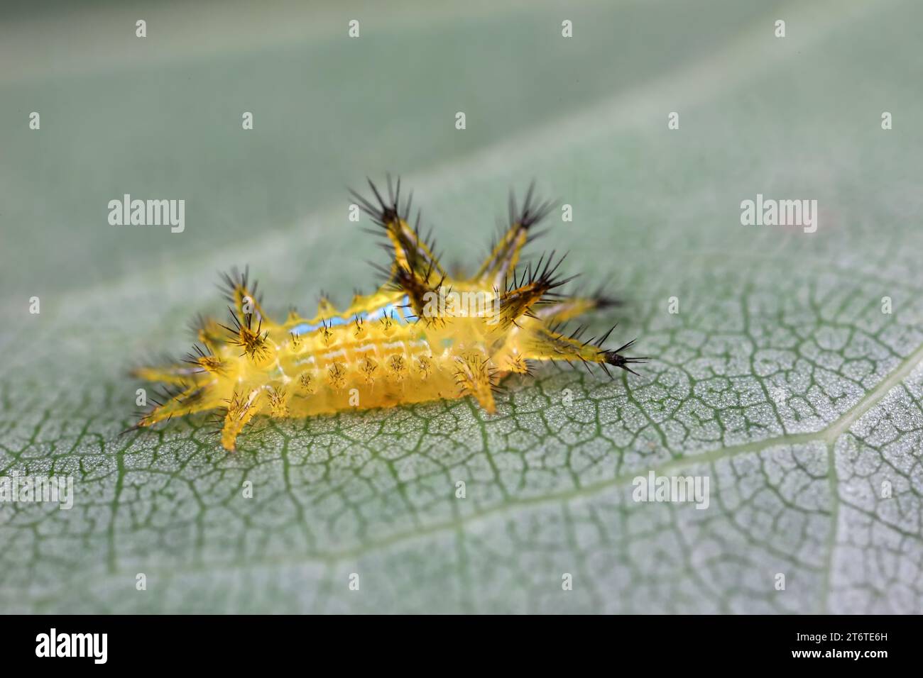 The larvae of moths are covered with bristles and look terrible Stock ...