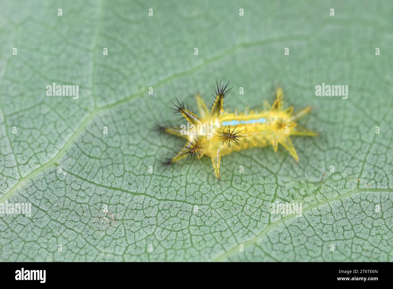 The larvae of moths are covered with bristles and look terrible Stock ...