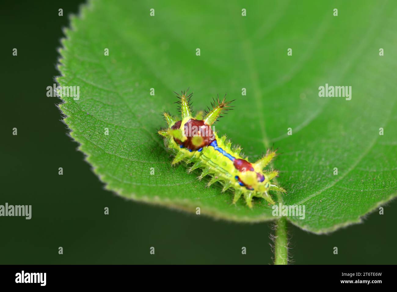 The larvae of the moth on wild plants, North China Stock Photo - Alamy