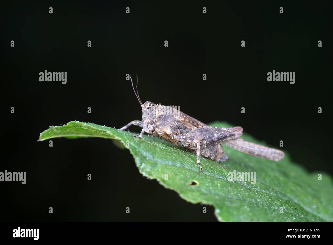 Grasshoppers live on wild plants, North China Stock Photo - Alamy