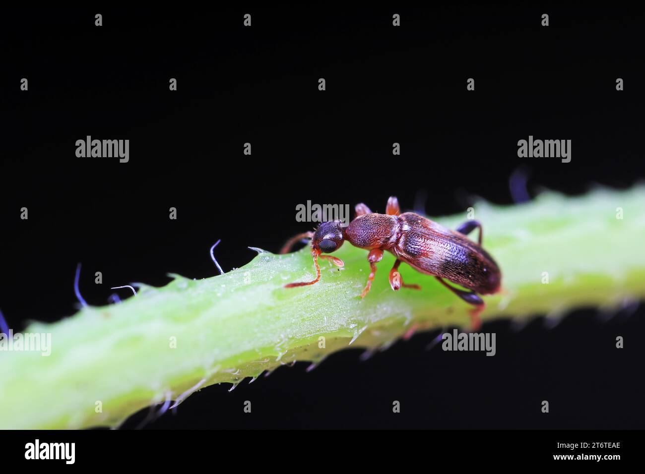 Formiform beetle hi-res stock photography and images - Alamy