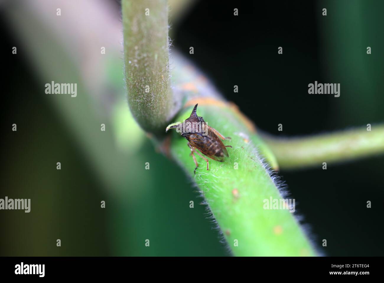 Horned cicadas on wild plants, North China Stock Photo - Alamy