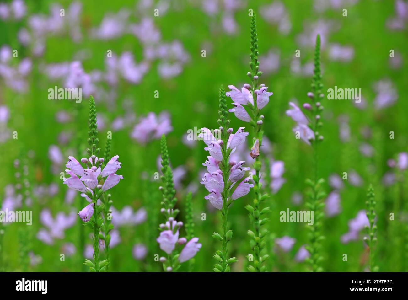 False dragon head hi-res stock photography and images - Alamy