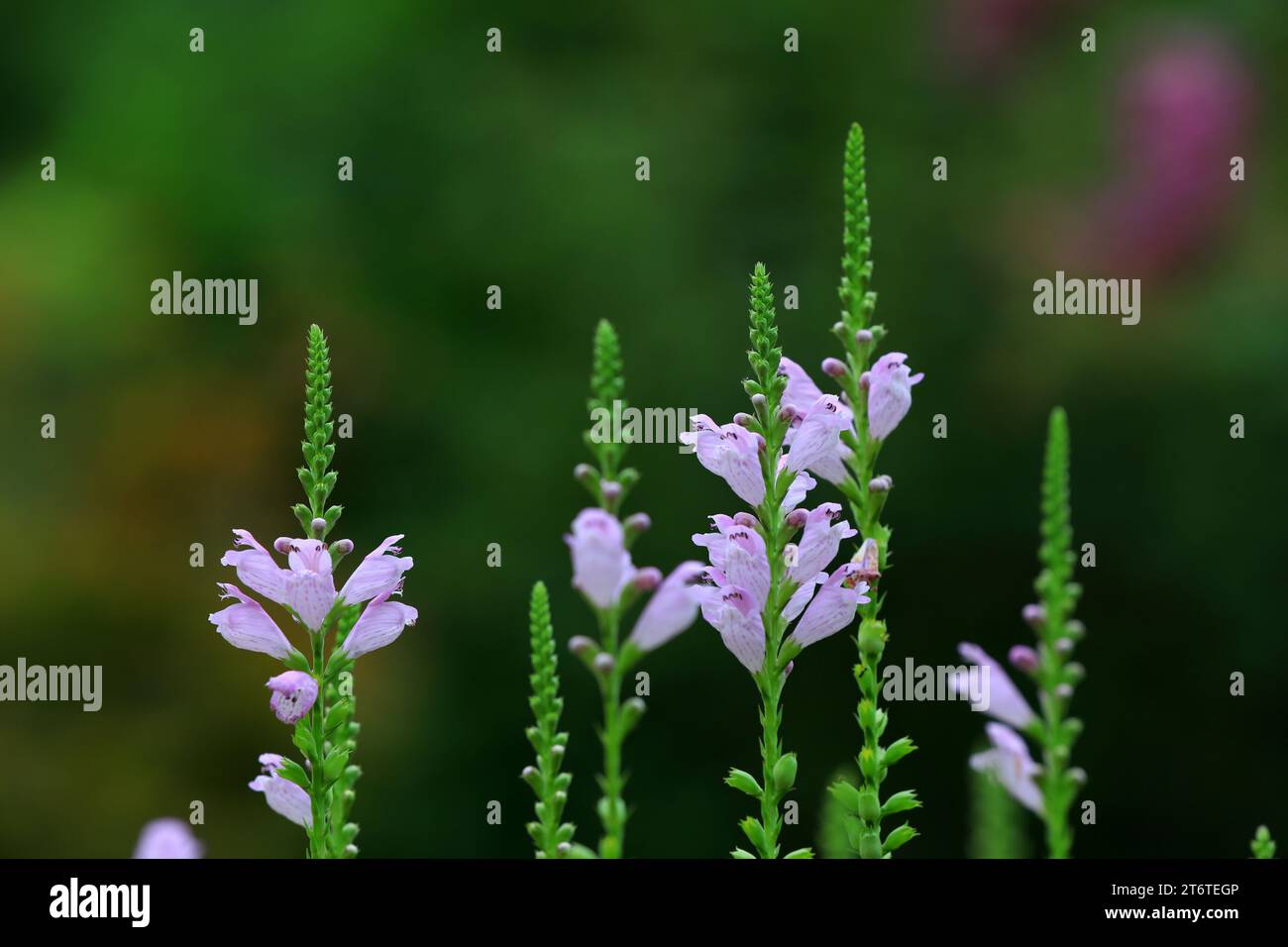 False dragon head hi-res stock photography and images - Alamy