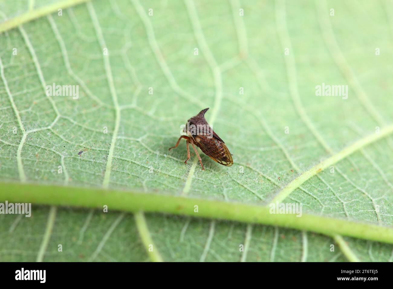 Horned cicadas on wild plants, North China Stock Photo - Alamy