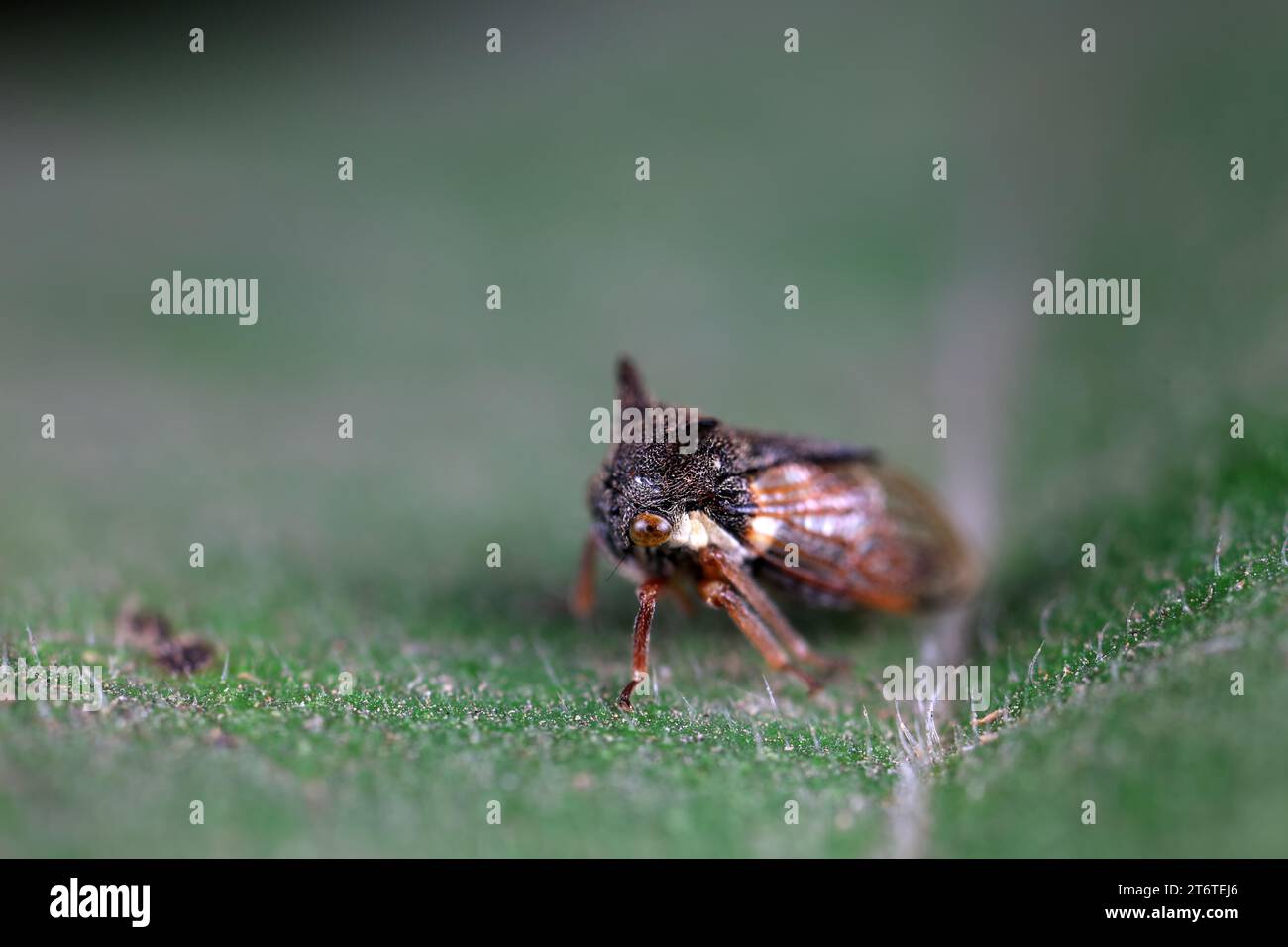Horned cicadas on wild plants, North China Stock Photo - Alamy