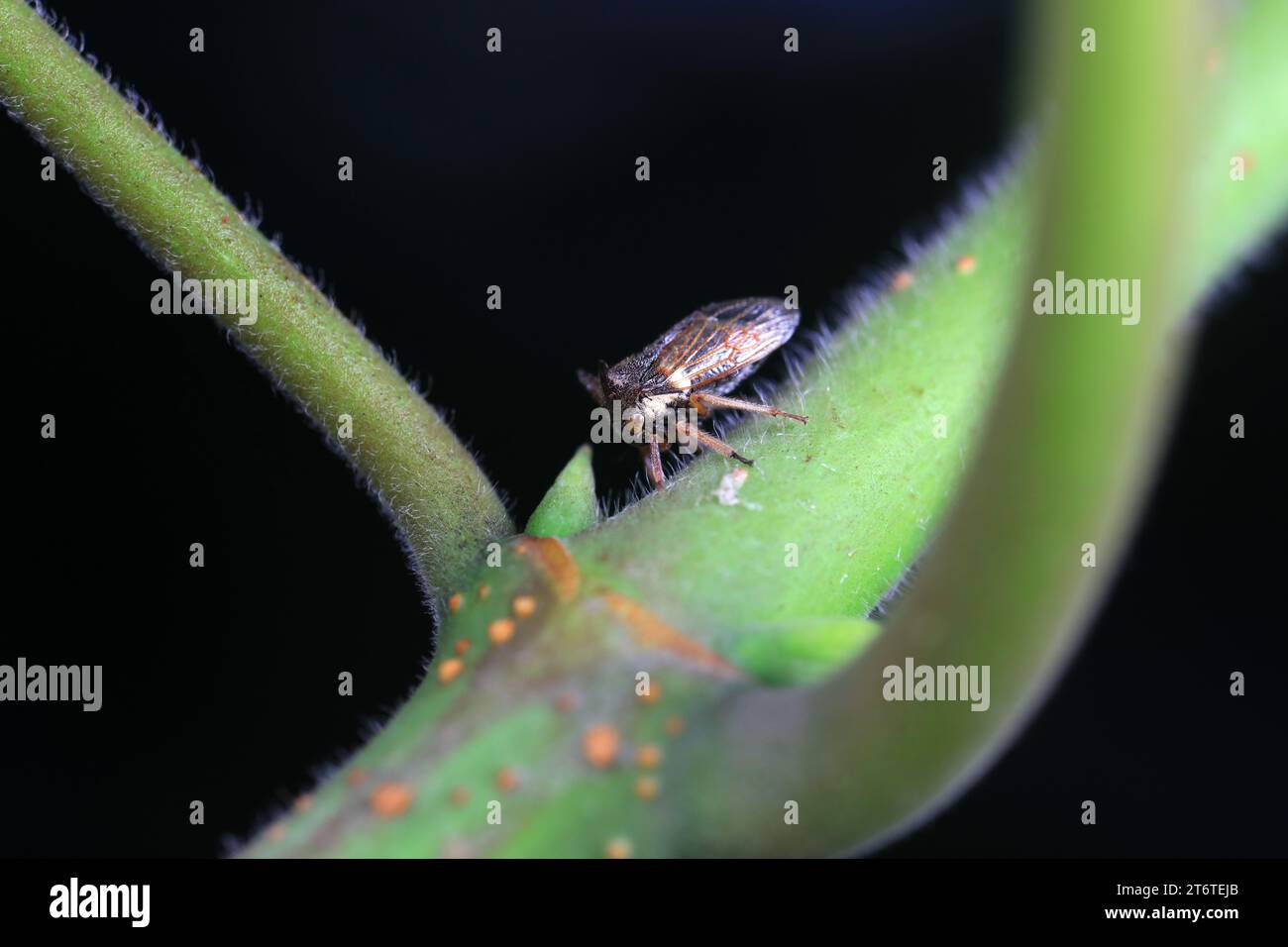Horned cicadas on wild plants, North China Stock Photo - Alamy