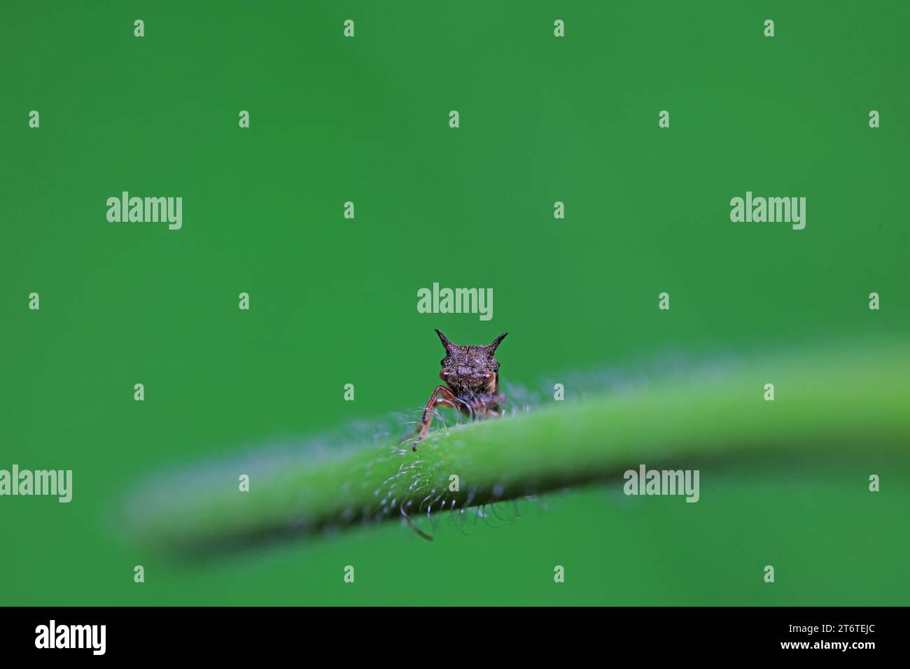 Horned cicadas on wild plants, North China Stock Photo - Alamy