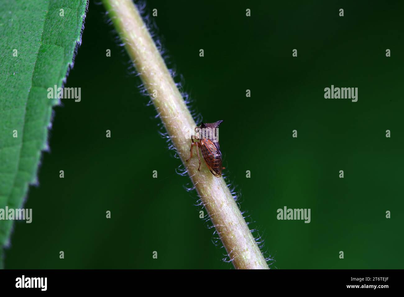 Horned cicadas on wild plants, North China Stock Photo - Alamy