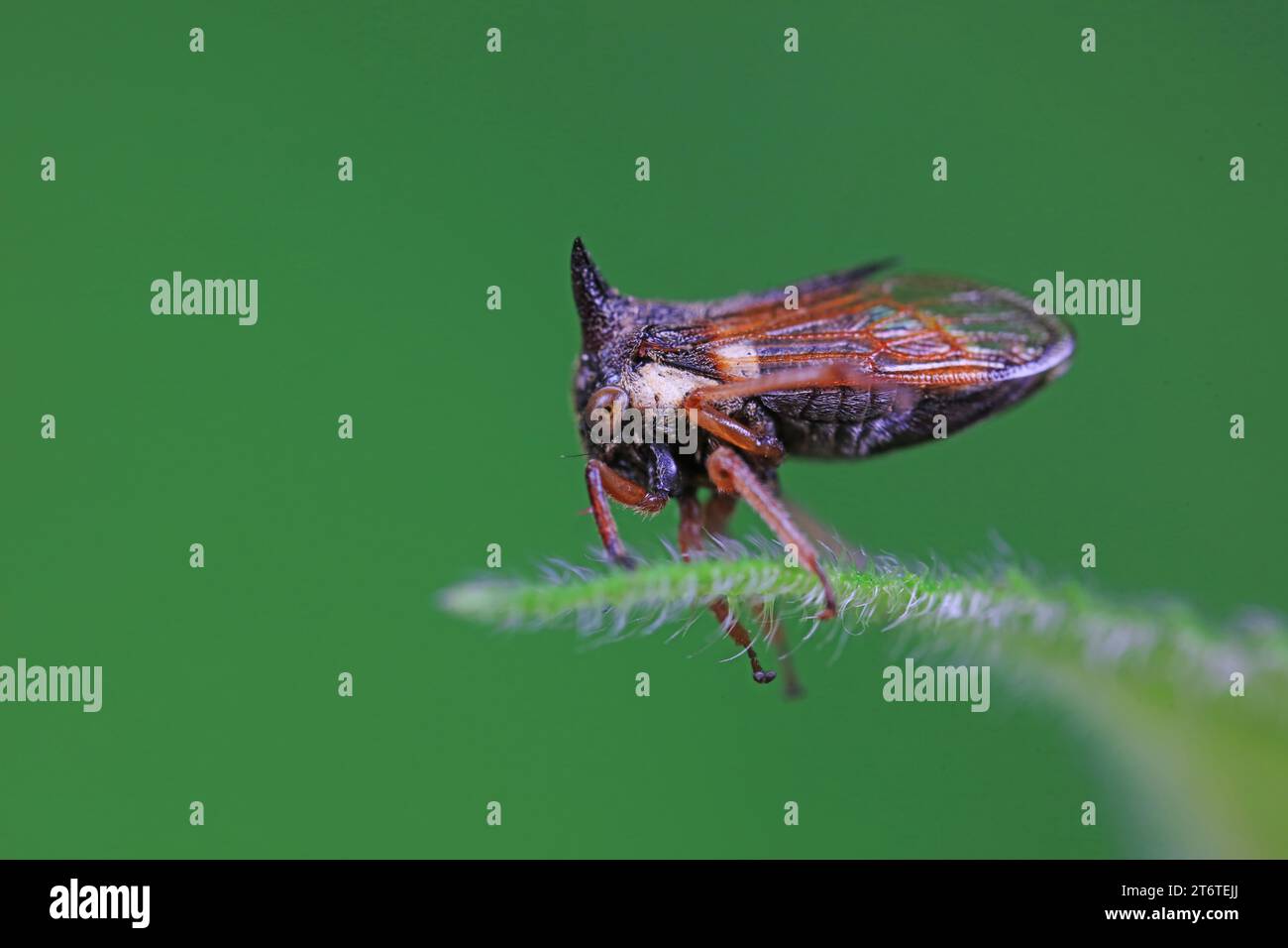 Horned cicadas on wild plants, North China Stock Photo - Alamy