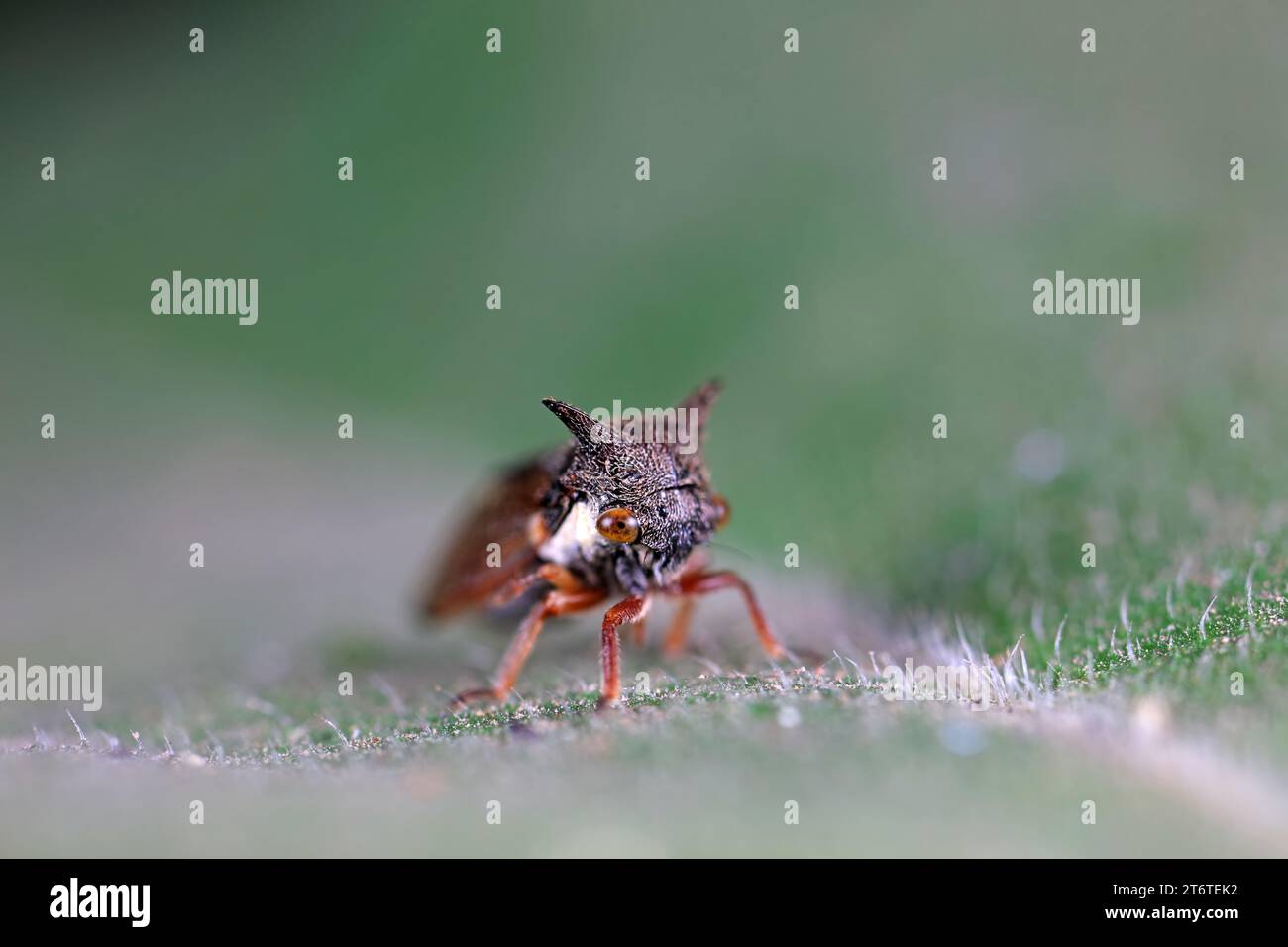Horned cicadas on wild plants, North China Stock Photo - Alamy