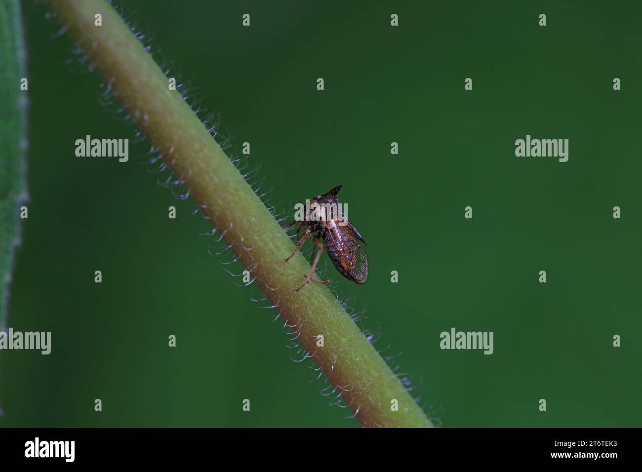 Horned cicadas on wild plants, North China Stock Photo - Alamy