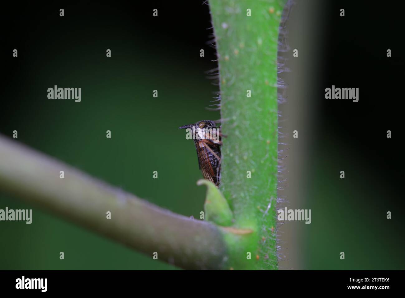 Horned cicadas on wild plants, North China Stock Photo - Alamy