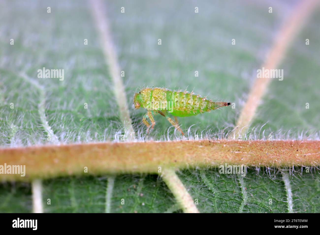 Horned cicada nymphs live on wild plants in North China Stock Photo - Alamy