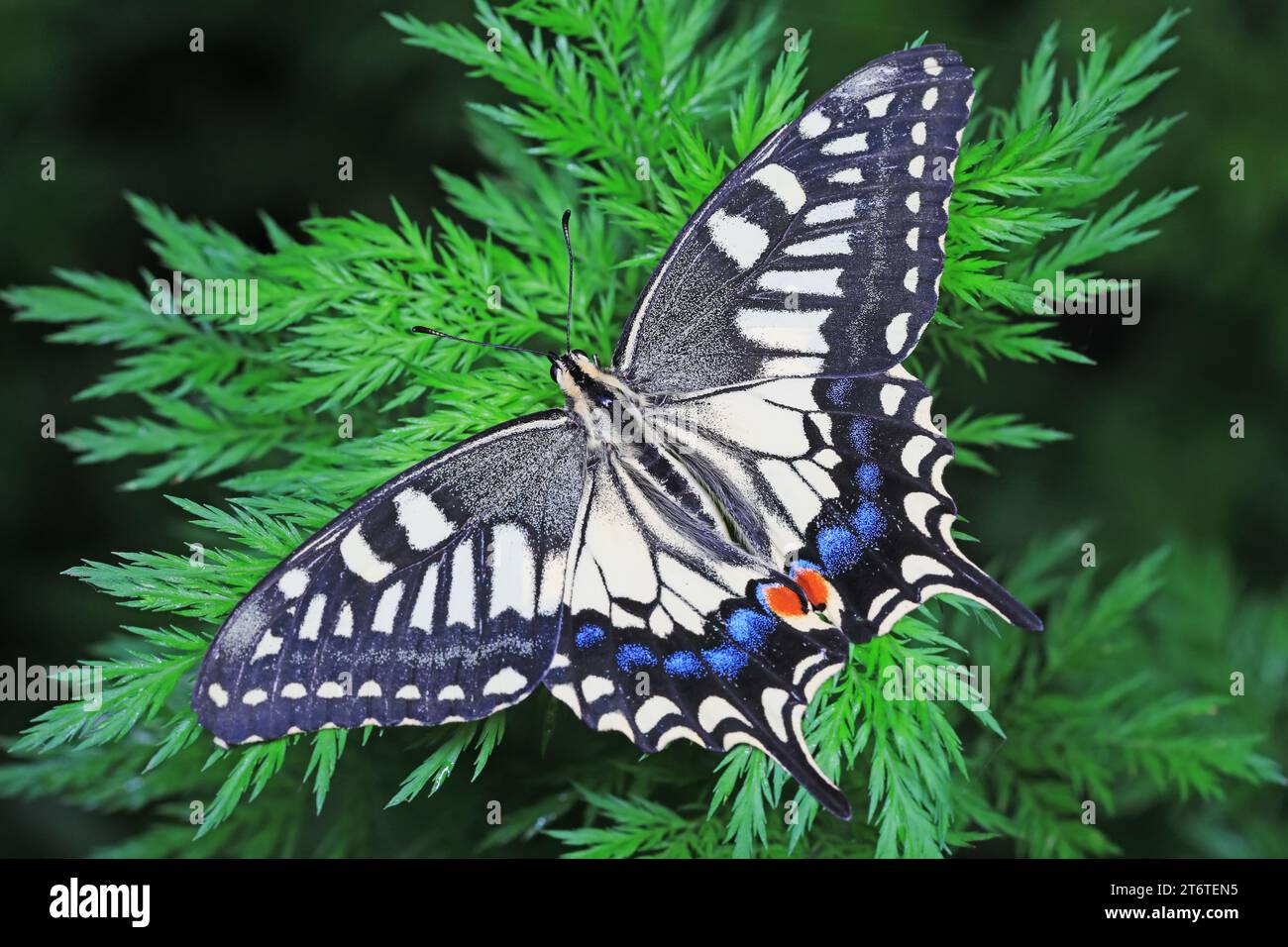 Golden phoenix hi-res stock photography and images - Alamy