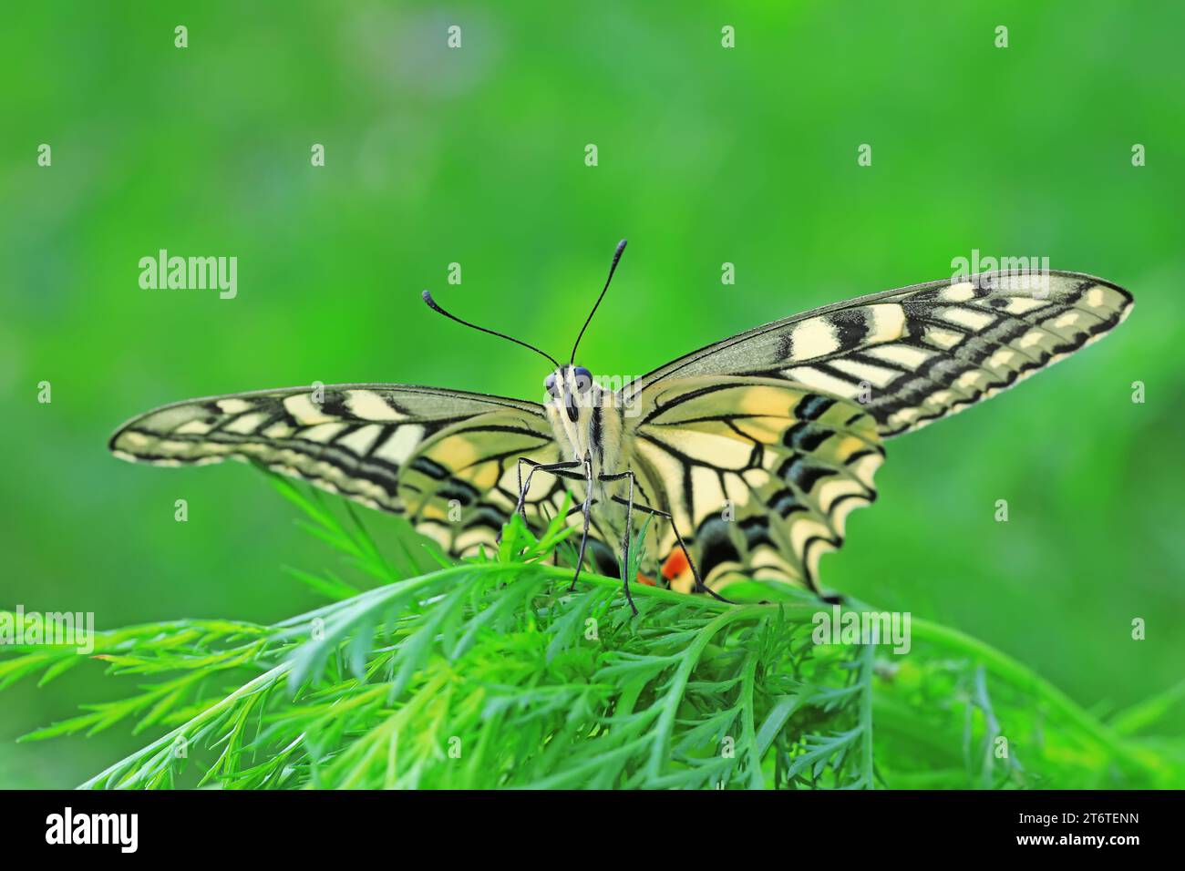 Golden phoenix hi-res stock photography and images - Alamy