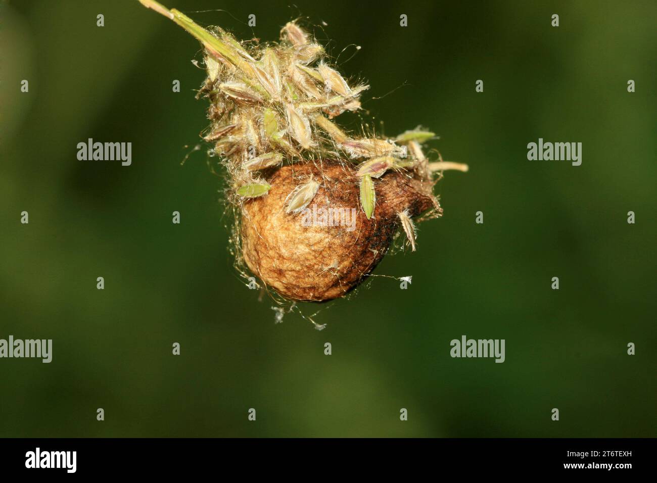closeup of insect's nests Stock Photo - Alamy
