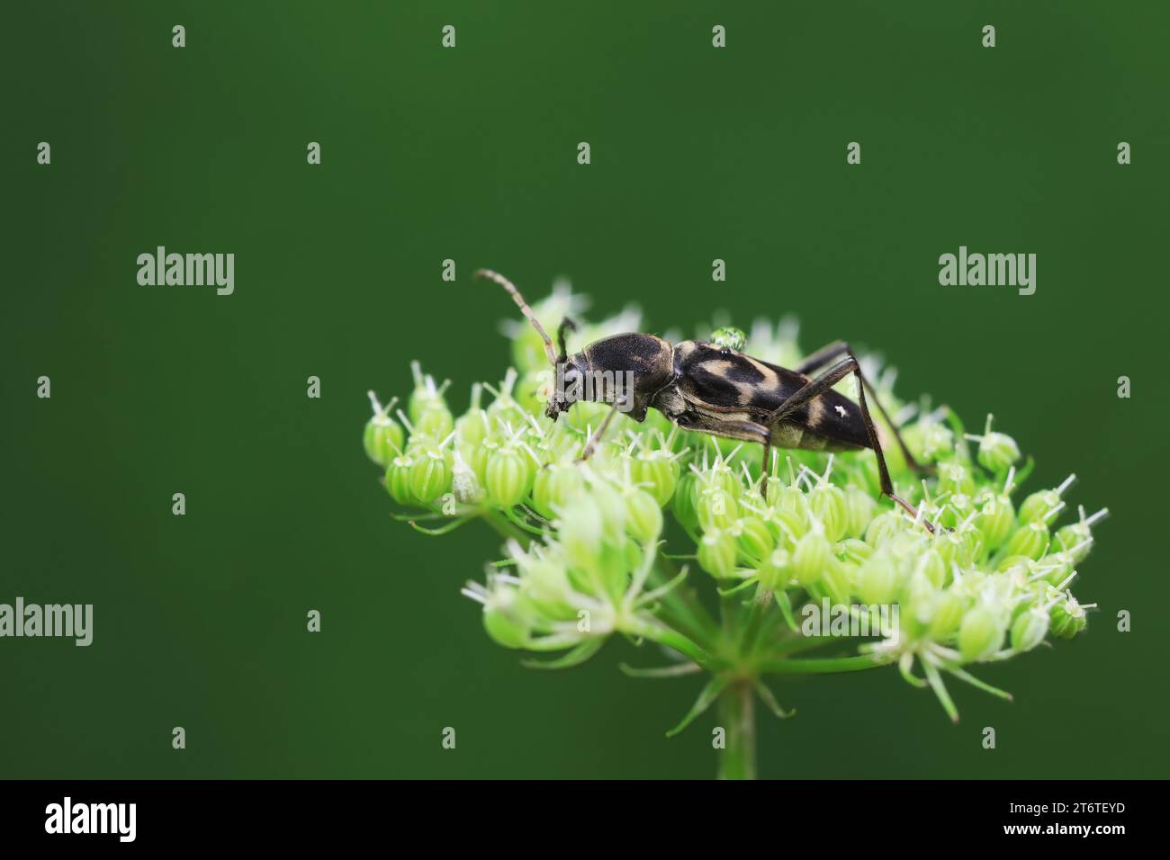 Longicorn beetles live on wild plants in North China Stock Photo - Alamy