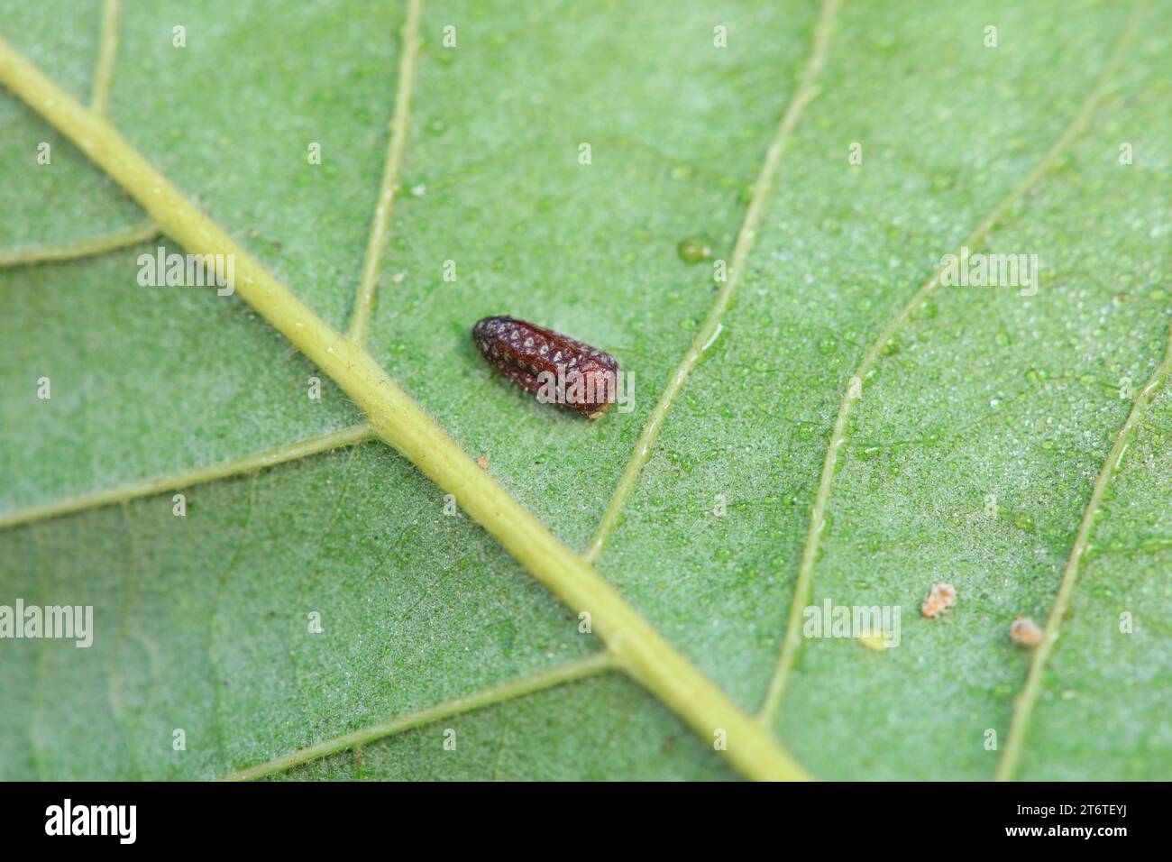 Strange insects hi-res stock photography and images - Alamy