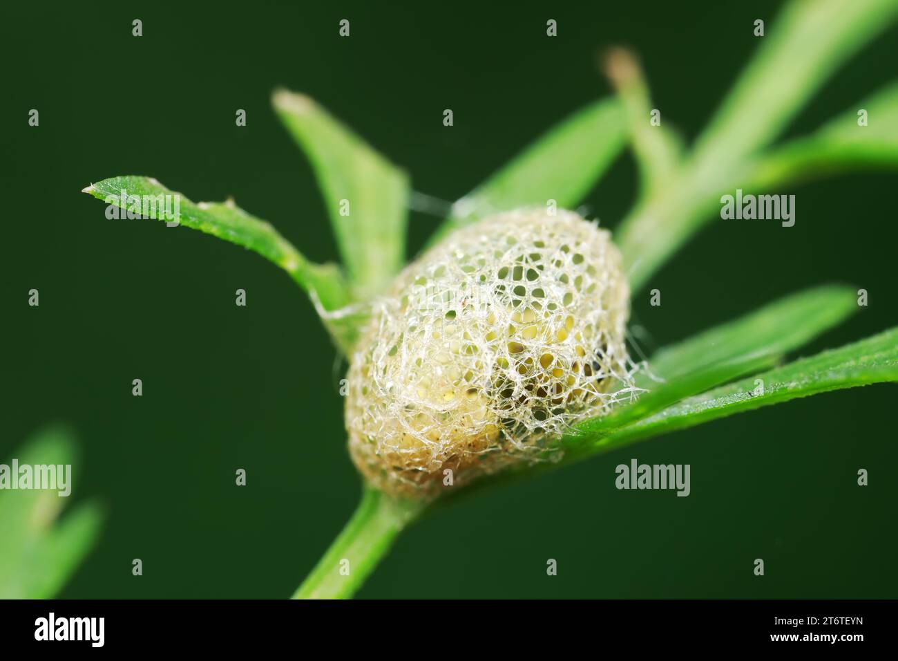Insect cocoons on wild plants, North China Stock Photo - Alamy