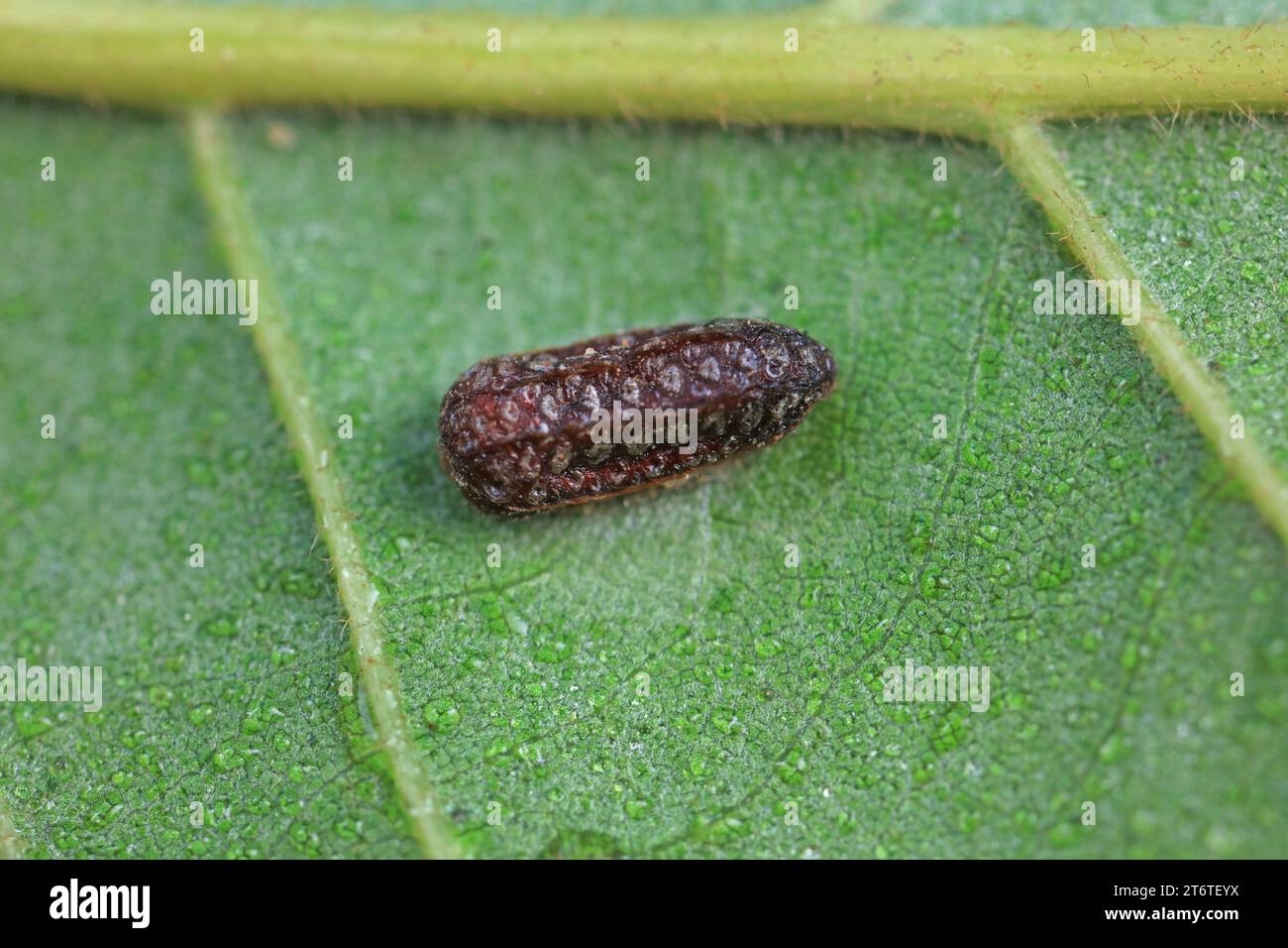 Strange insects on the leaves, North China Stock Photo - Alamy