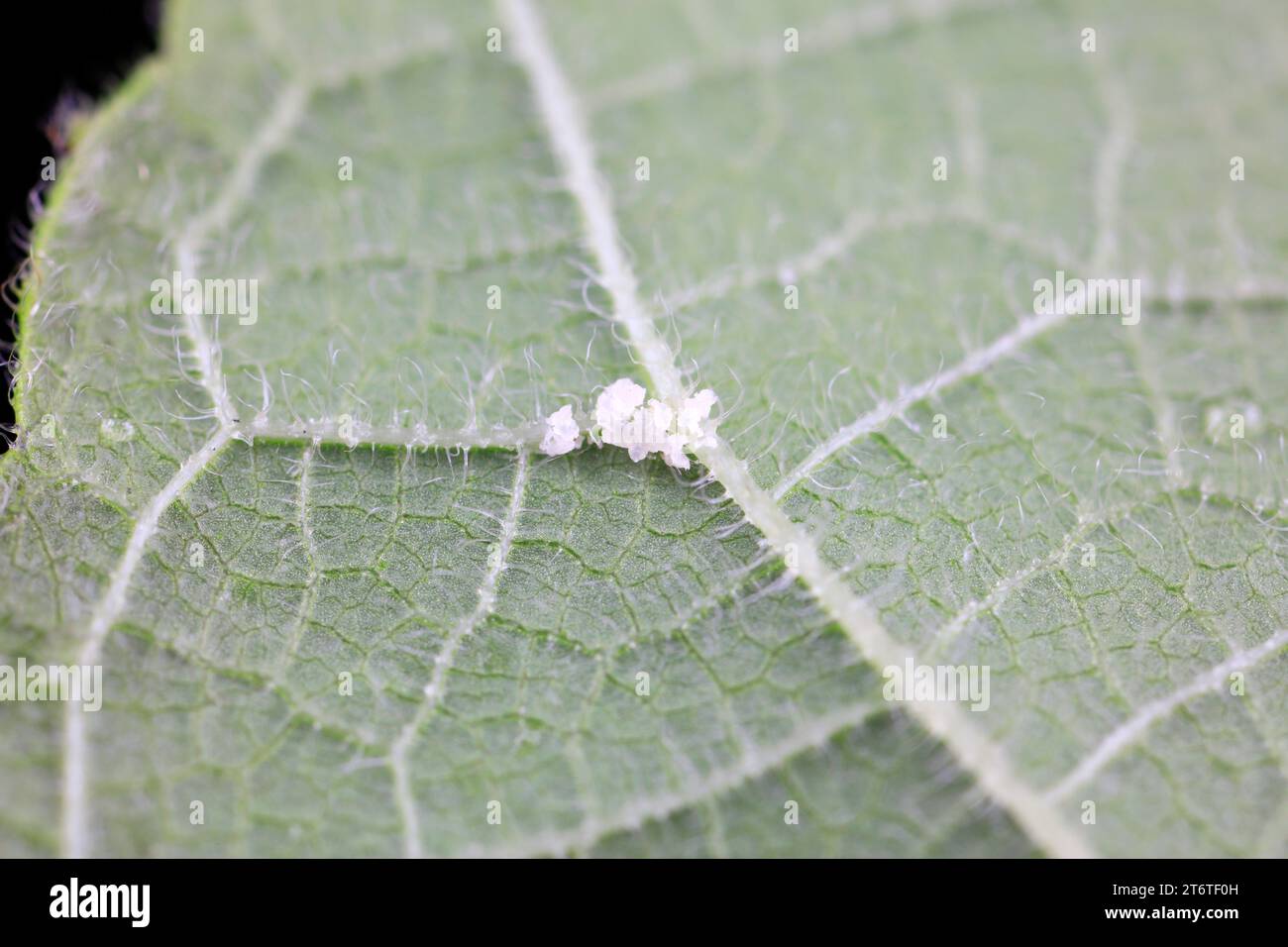 Insect secretions on plant leaves Stock Photo - Alamy