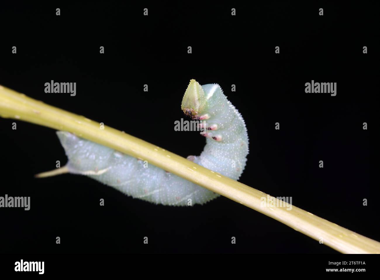 Moth nymphs on wild plants, North China Stock Photo - Alamy