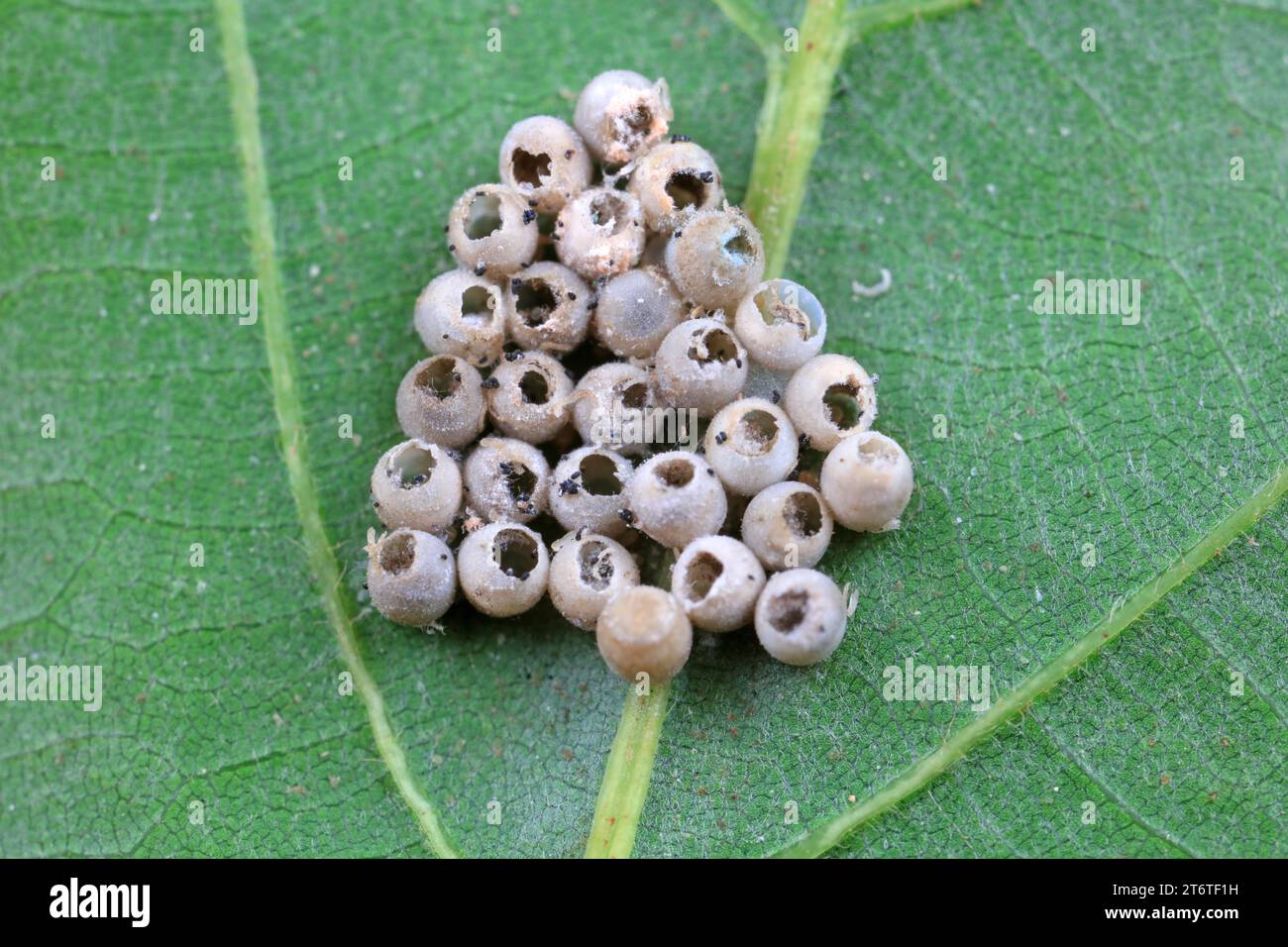 Insect eggshells on leaves, North China Stock Photo - Alamy