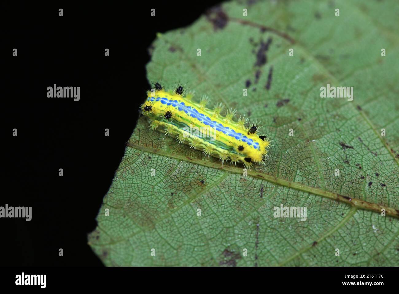 The larvae of the moth are found on wild plants in North China Stock ...