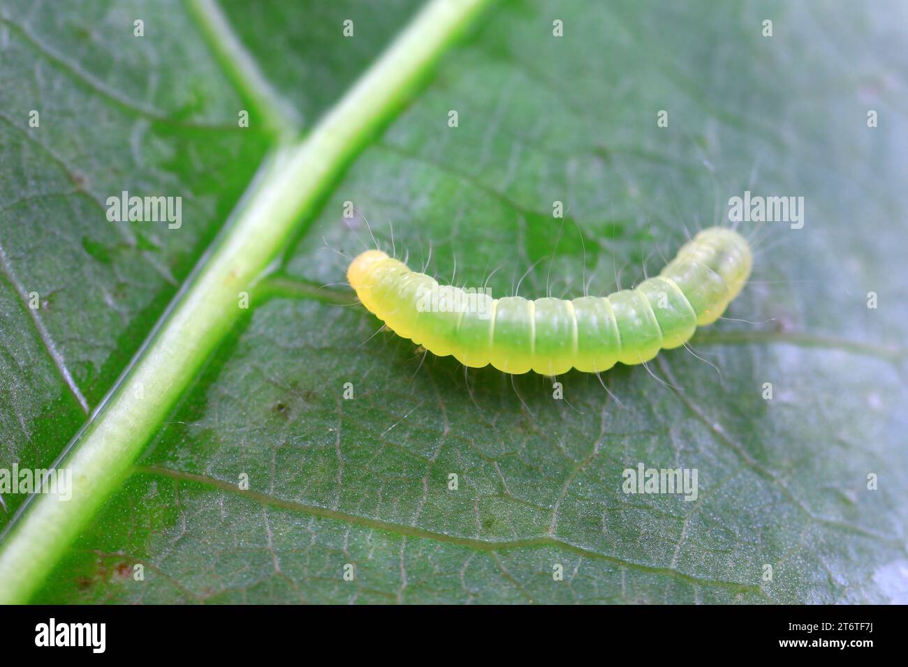 Lepidoptera larvae on wild plants, North China Stock Photo - Alamy