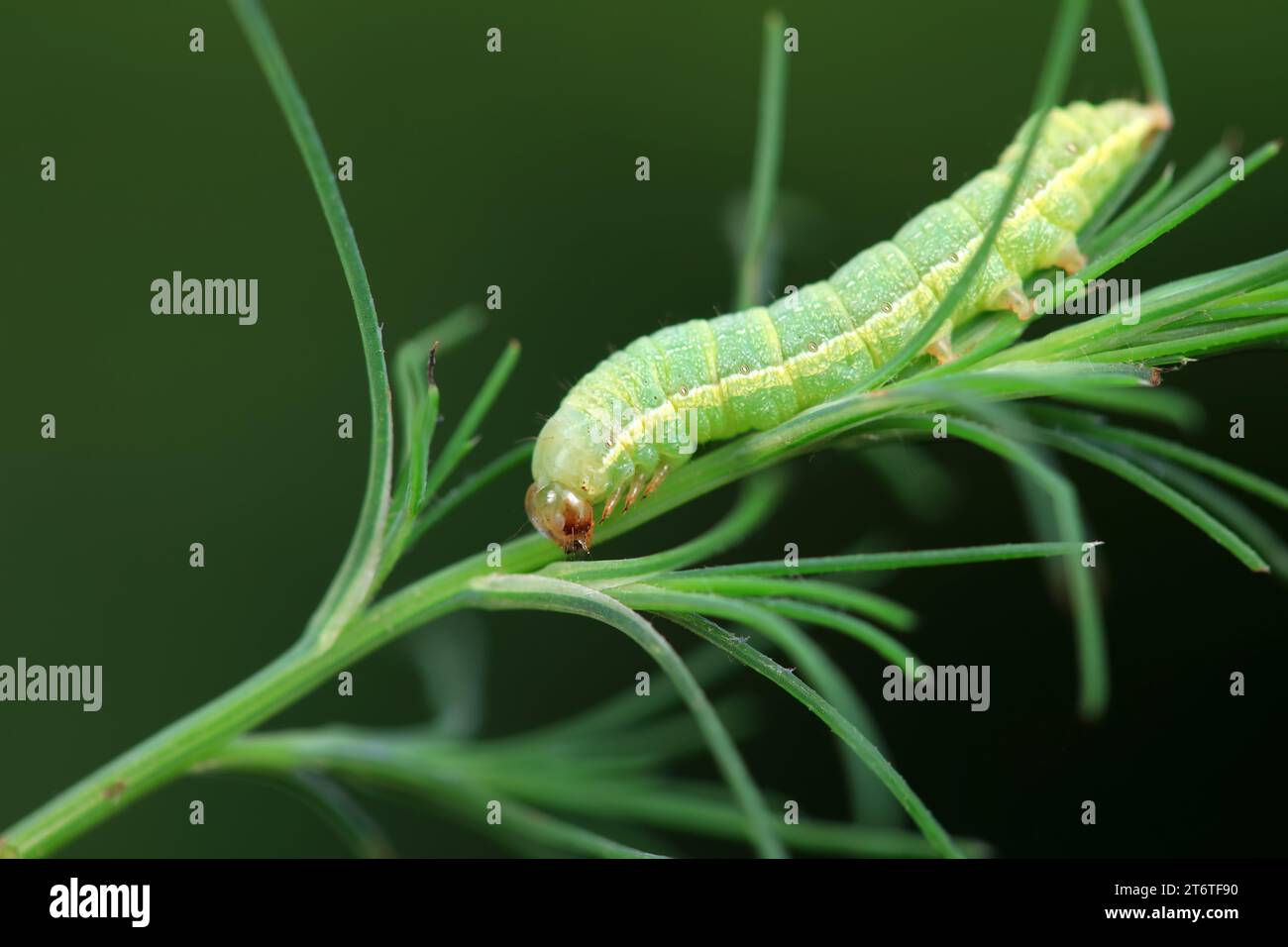 Moth larvae on wild plants, North China Stock Photo - Alamy