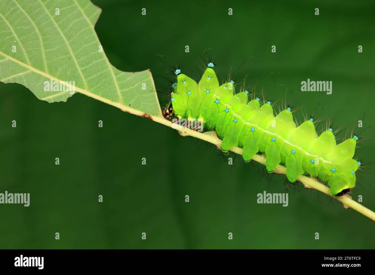 The larvae of the green tailed silkworm moth are on the green leaves ...