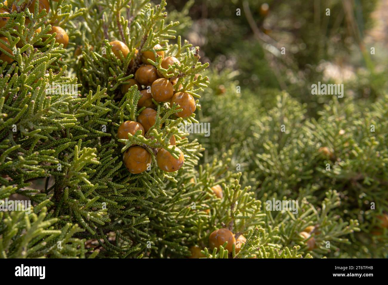 Juniperus phoenicea patterns hi-res stock photography and images - Alamy