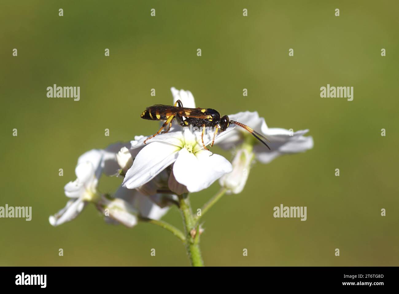 Close up female parasitic wasp Ichneumon xanthorius family ichneumon ...