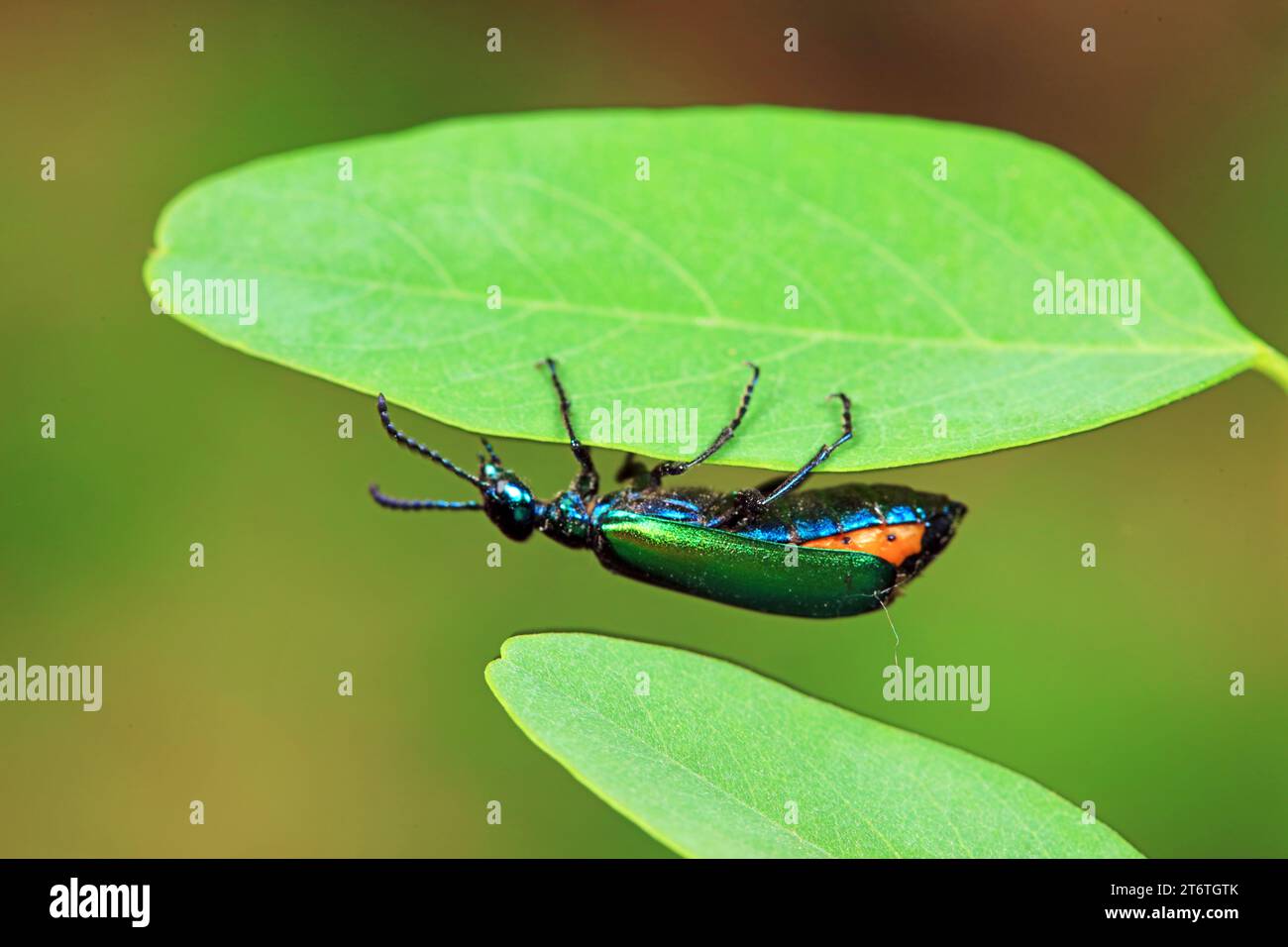 Genkwa hi-res stock photography and images - Alamy