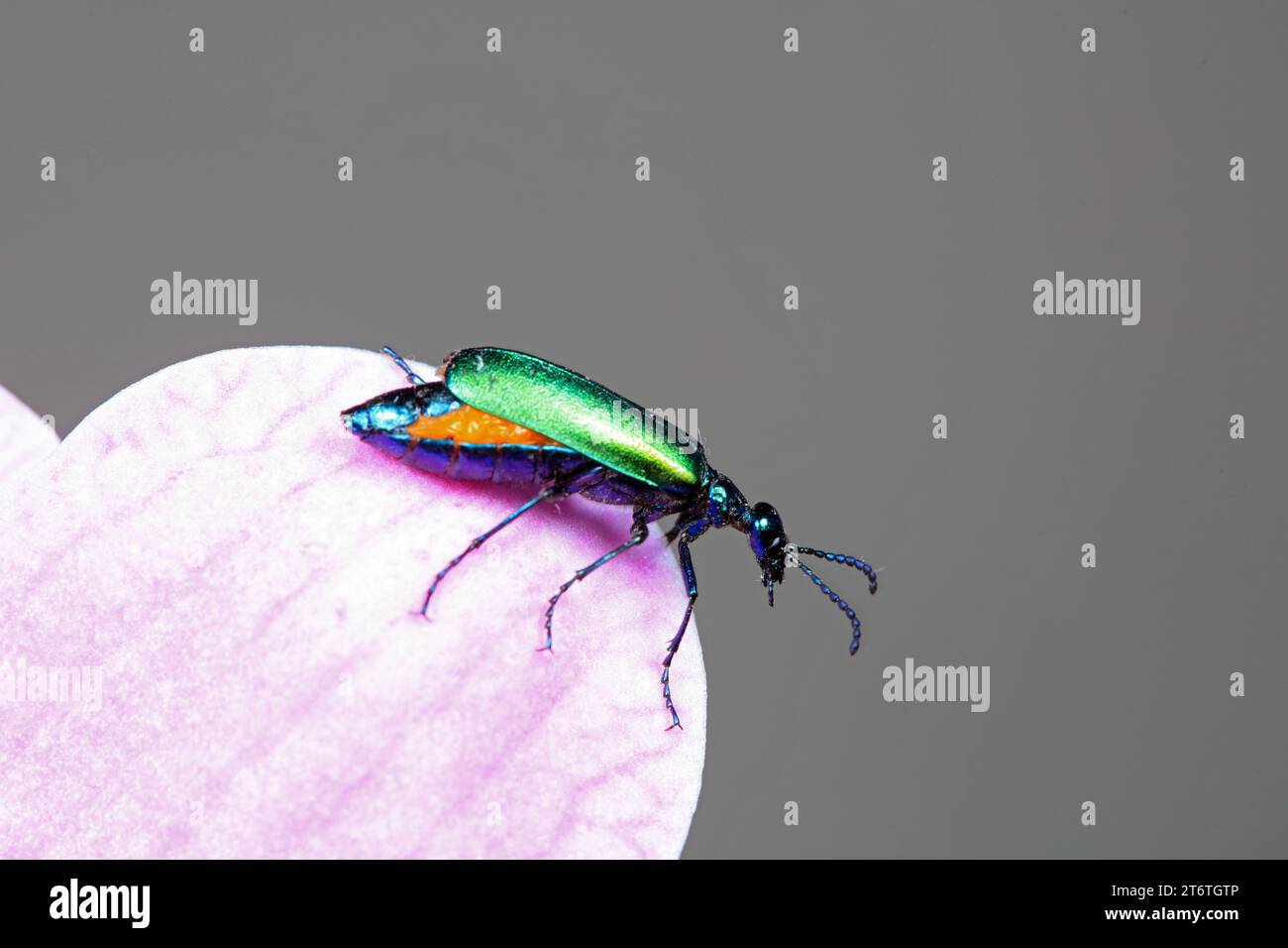 Genkwa hi-res stock photography and images - Alamy